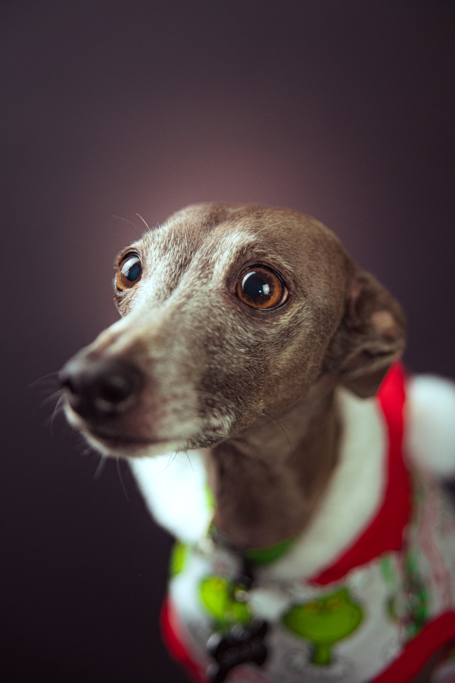 Professional Pet Photography in Perth | Capturing Cherished Moments ...