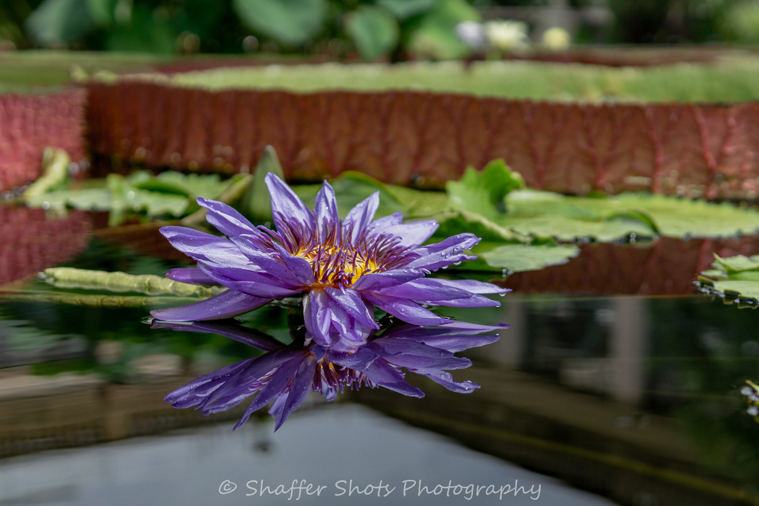 About - Shaffer Shots Photography