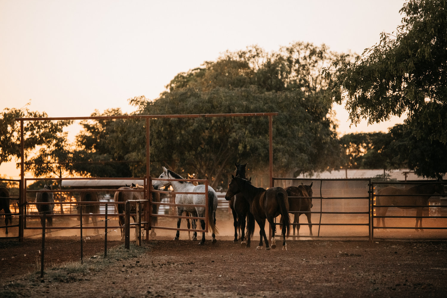 Campdraft - Jaz Stewart Photography