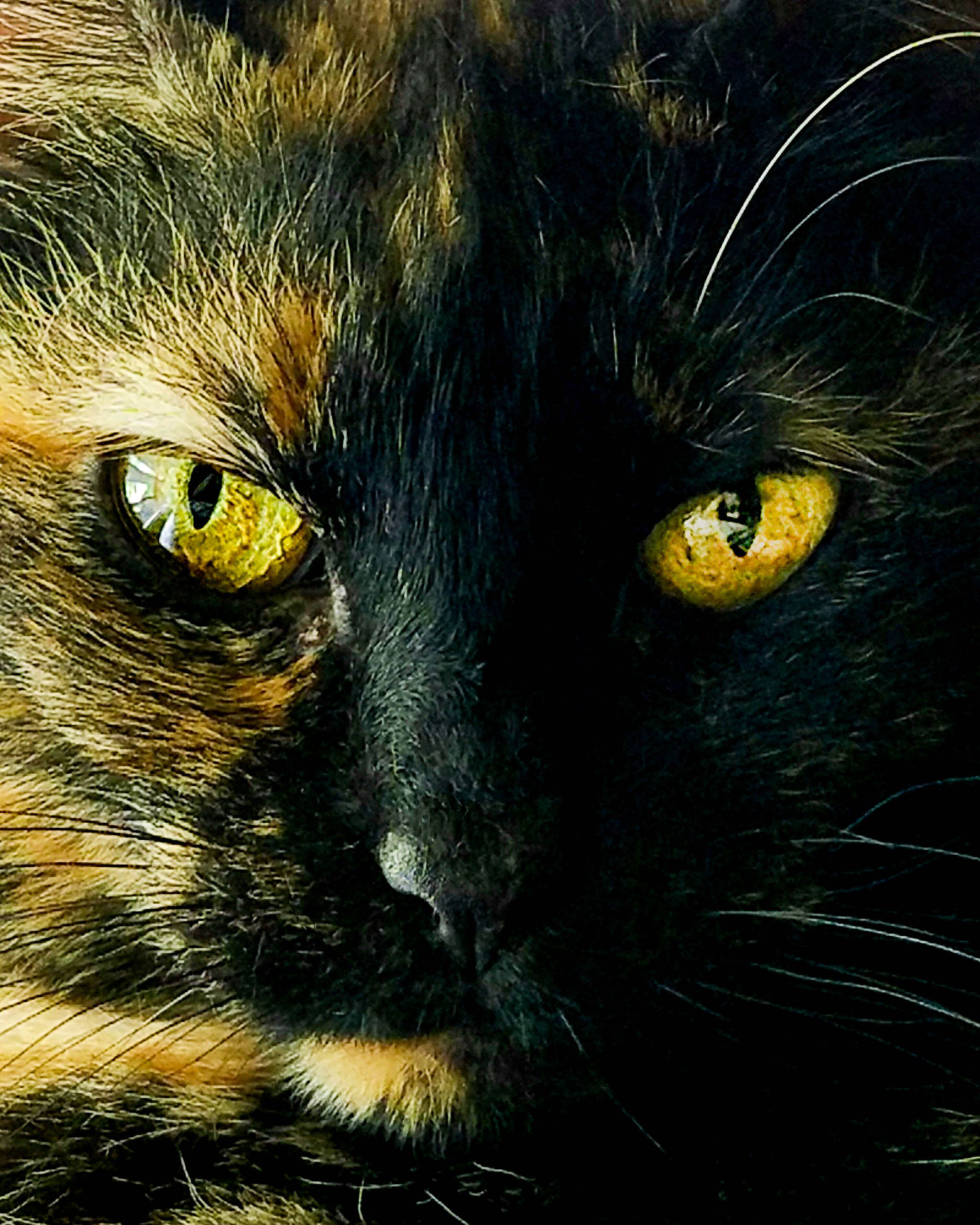 Kat's Eye Photography