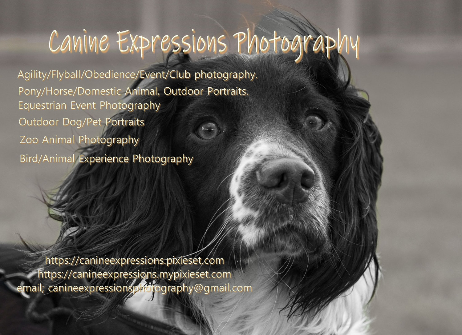 Canine Expressions - Pet and Other Animal Photography - Canine ...