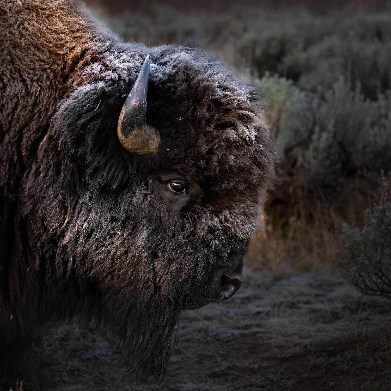 Wildlife - Nomadic Yak Photography