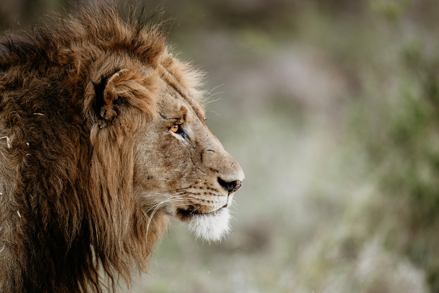 Gallery - The Safari Guy