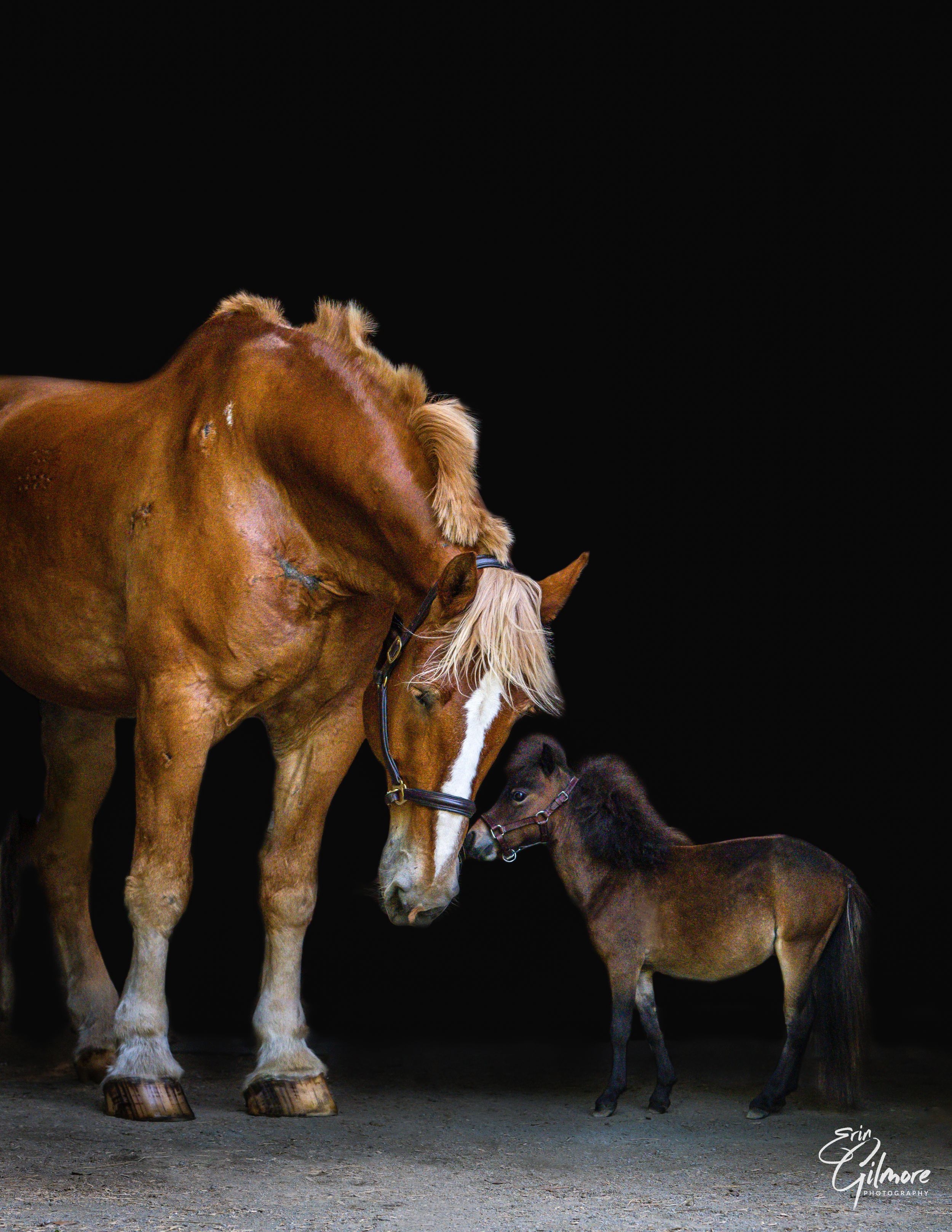 Big John & Bison - Limited Print Run - Erin Gilmore Photography