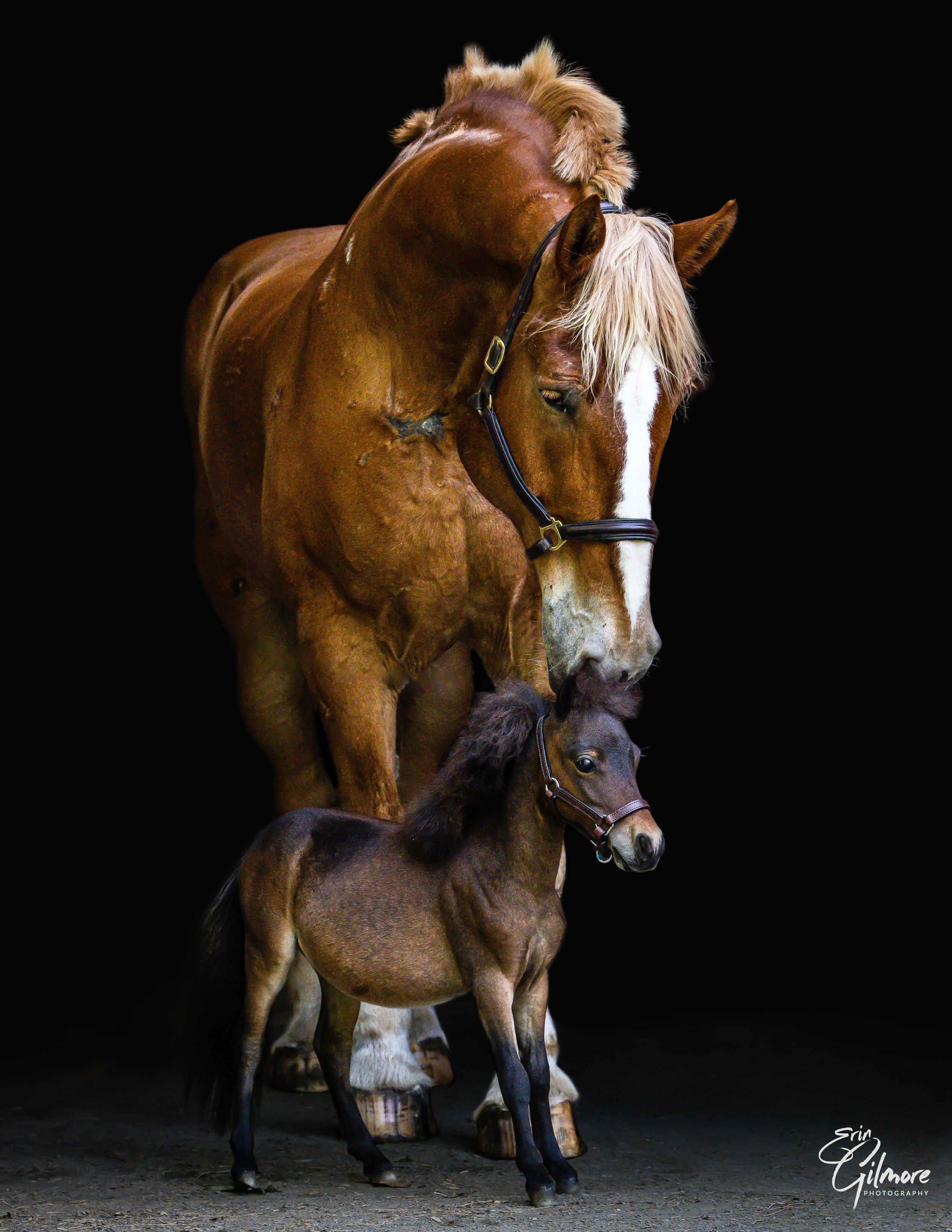 Big John & Bison - Limited Print Run - Erin Gilmore Photography