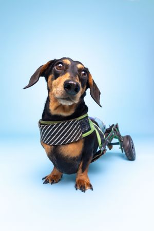 Perth dog photographer